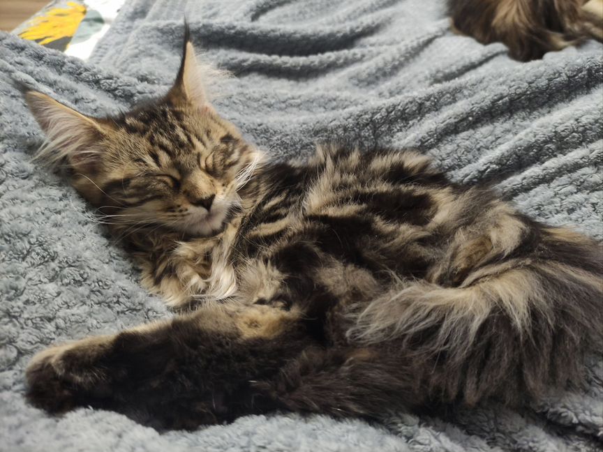 Котята (кошки) мэйнкун