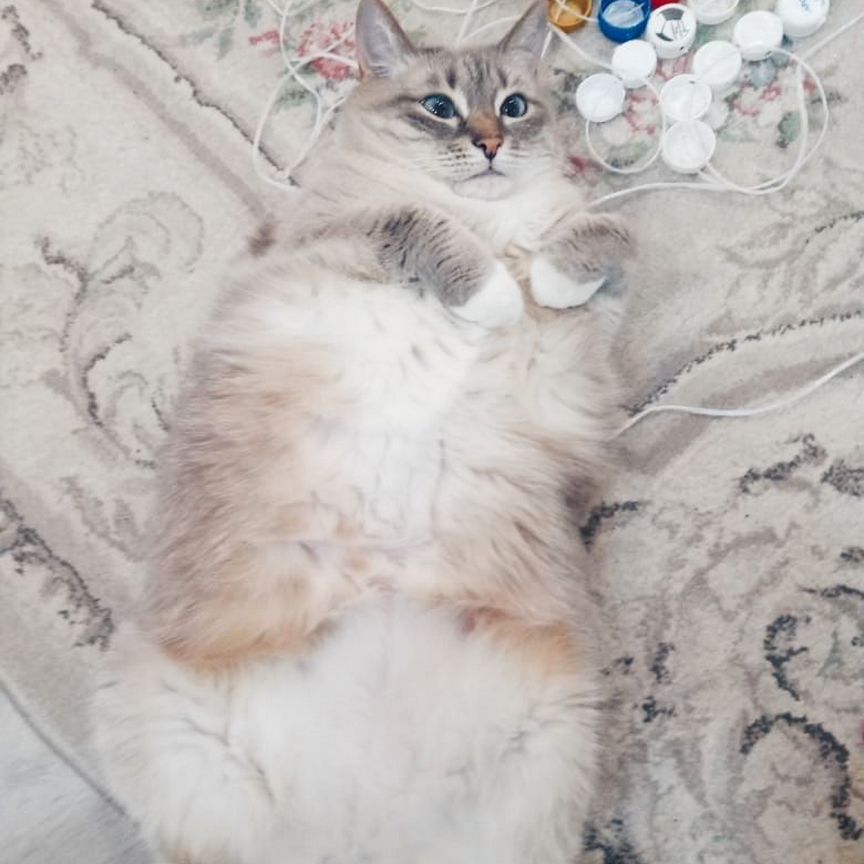 Отдам кошечку в добрые руки