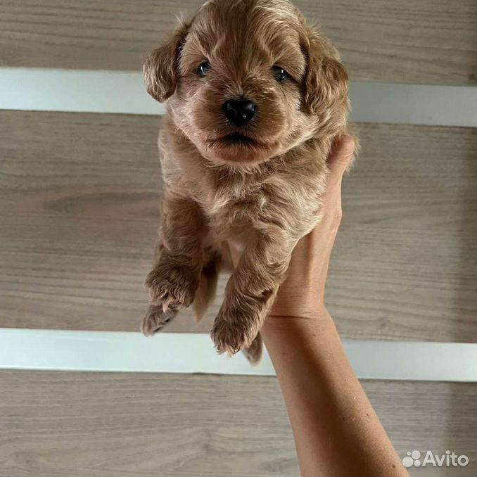 Мальтипу Ф1 девочка красотка карамелька