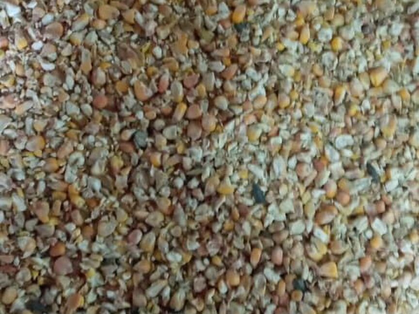 Дроблёная кукуруза на корм