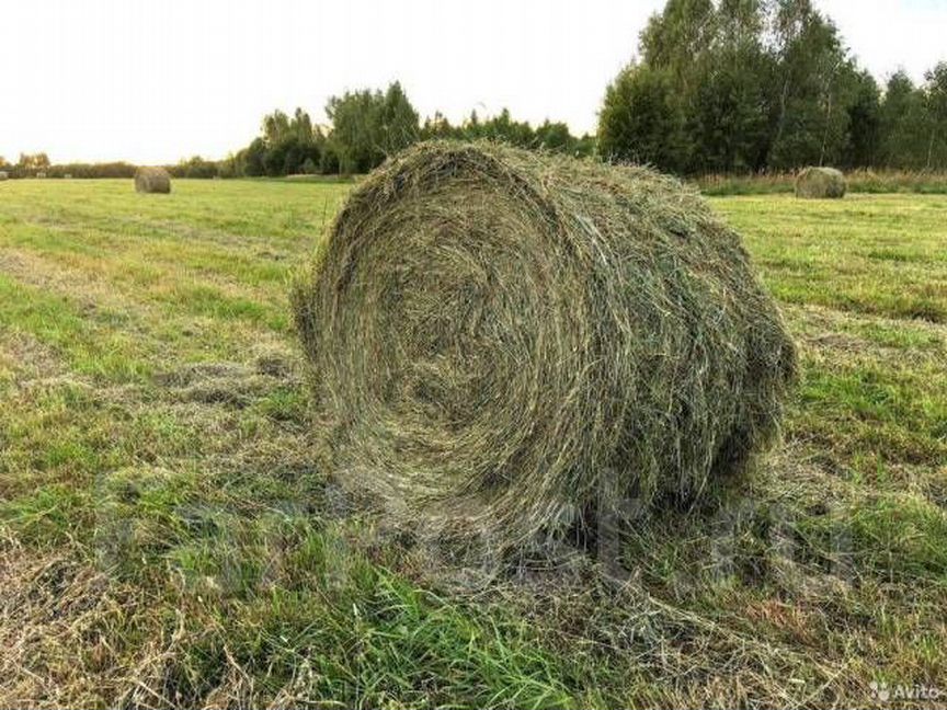 Продам сено в рулонах 2023
