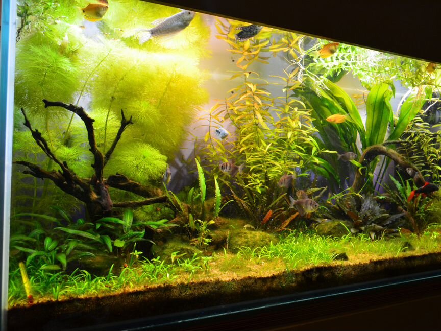 Аквариумные растения