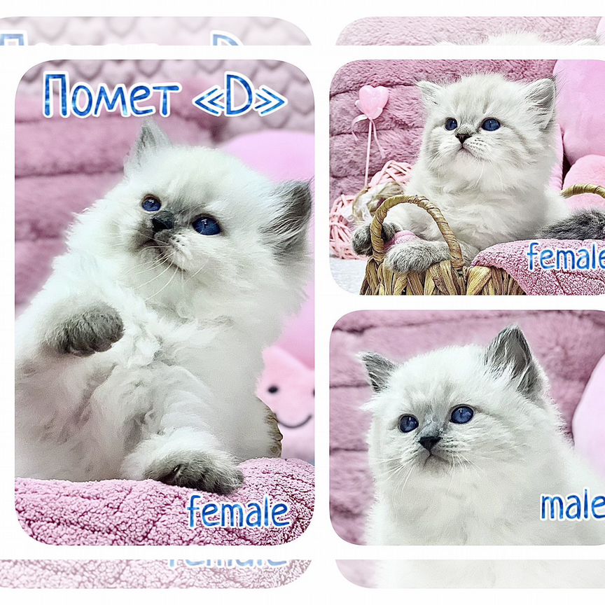 Невский маскарадный котёнок