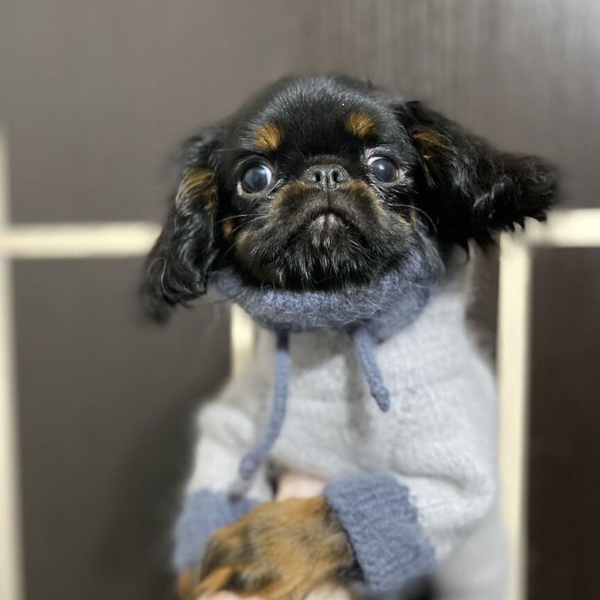 Ватсон - кинг чарльз спаниель