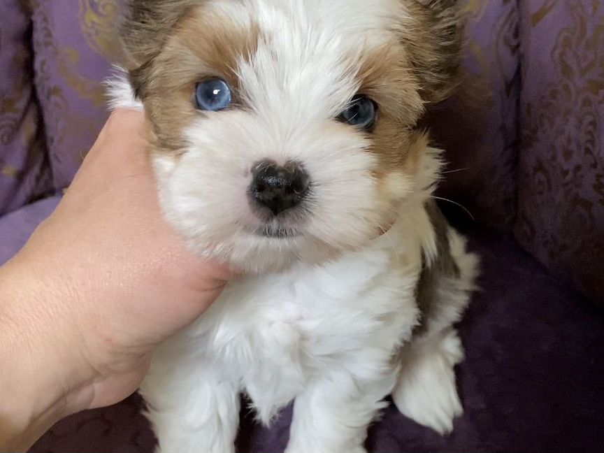 Голубоглазый мальчик