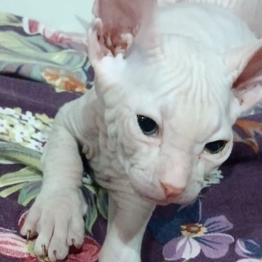 Донской сфинкс котёнок