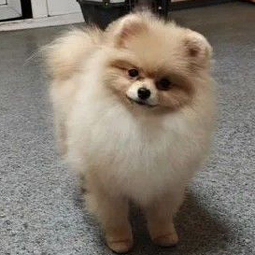 Померанский шпиц, щенок