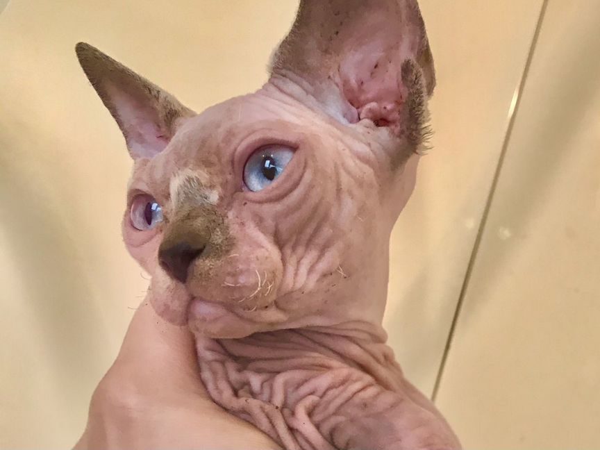Котёнок девочка бамбино минисфинкс булли