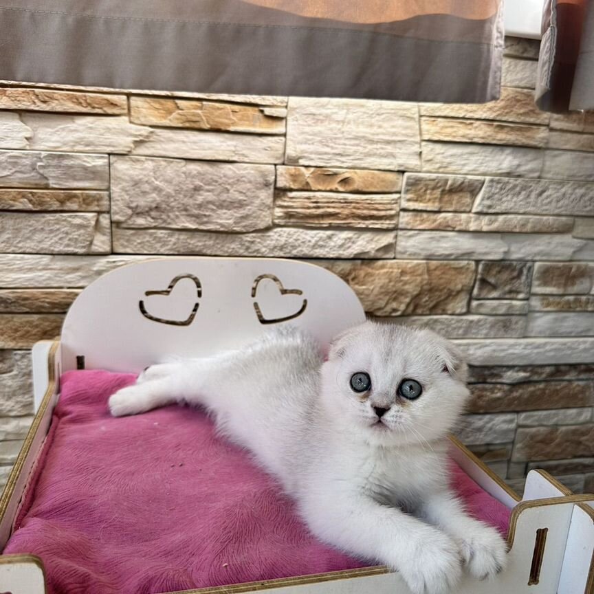Шиншилловая Симка