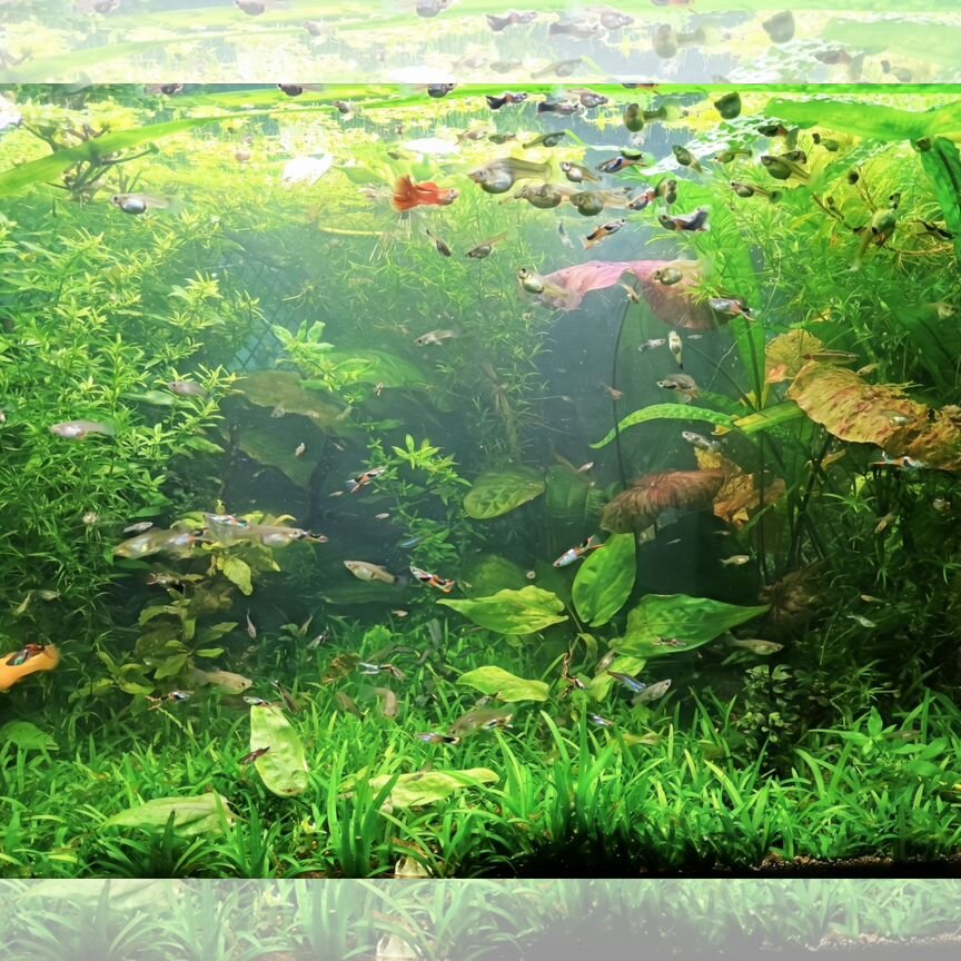 Рыбки гуппи, аквариумные растения