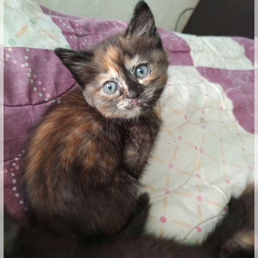 Котёнок в добрые руки