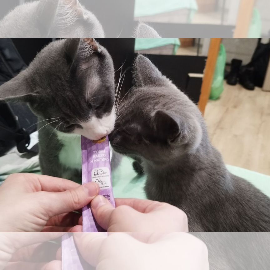 Кошка с котенком