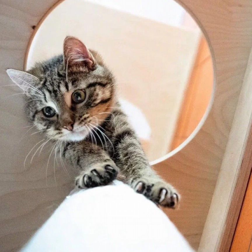 Кошка из приюта в добрые руки бесплатно