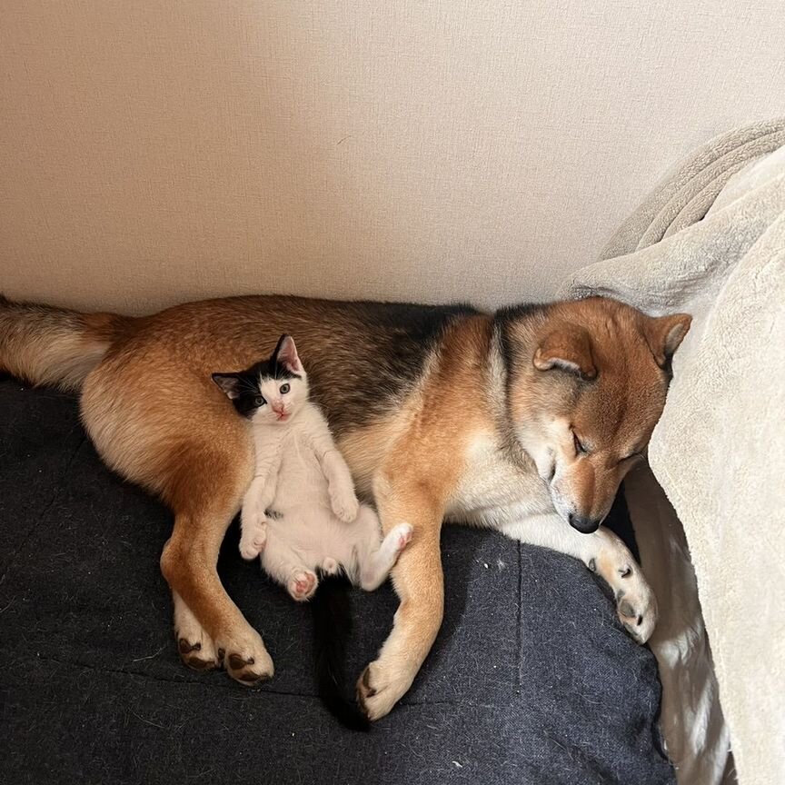 Котенок в добрые ответственные руки
