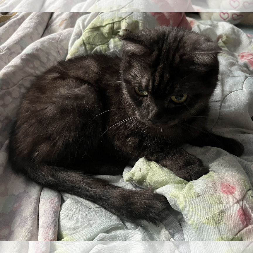 Хороший кот,домашний