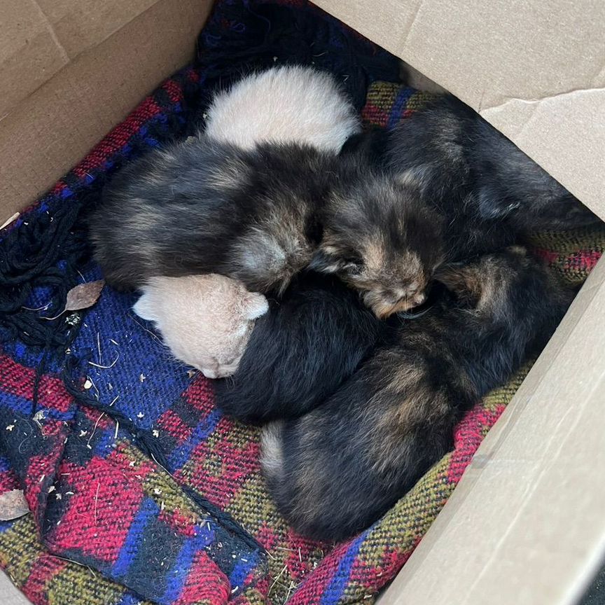 Котёнок в добрые руки