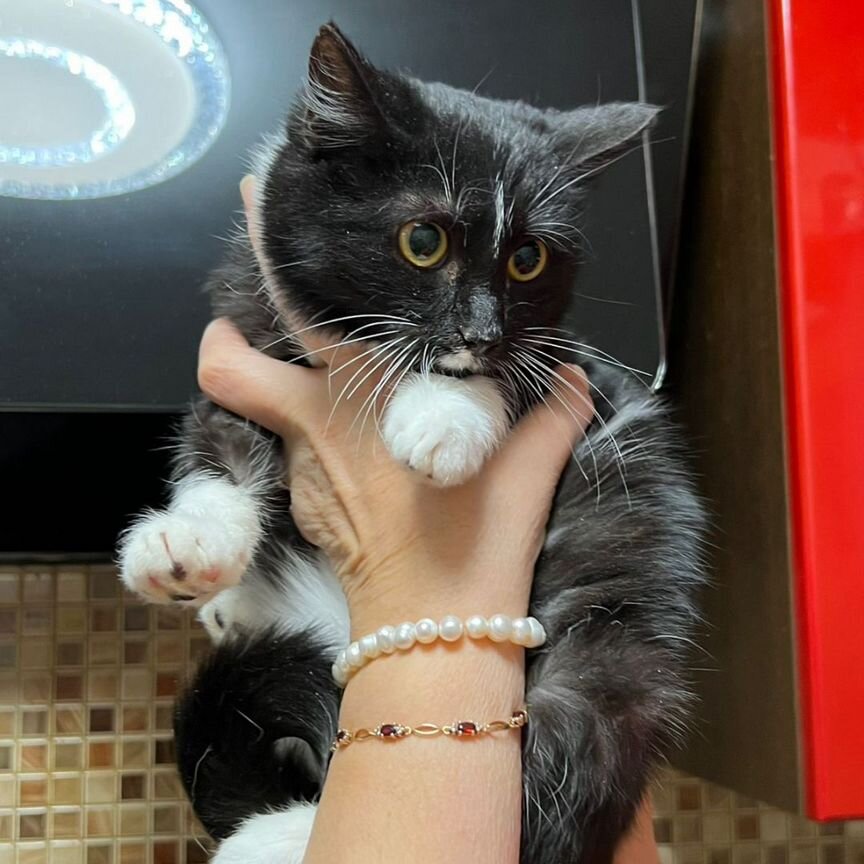 Кошечка 3, 5 месяца