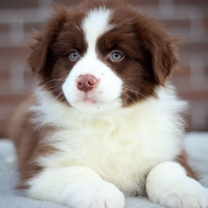 Австралийская овчарка, щенок