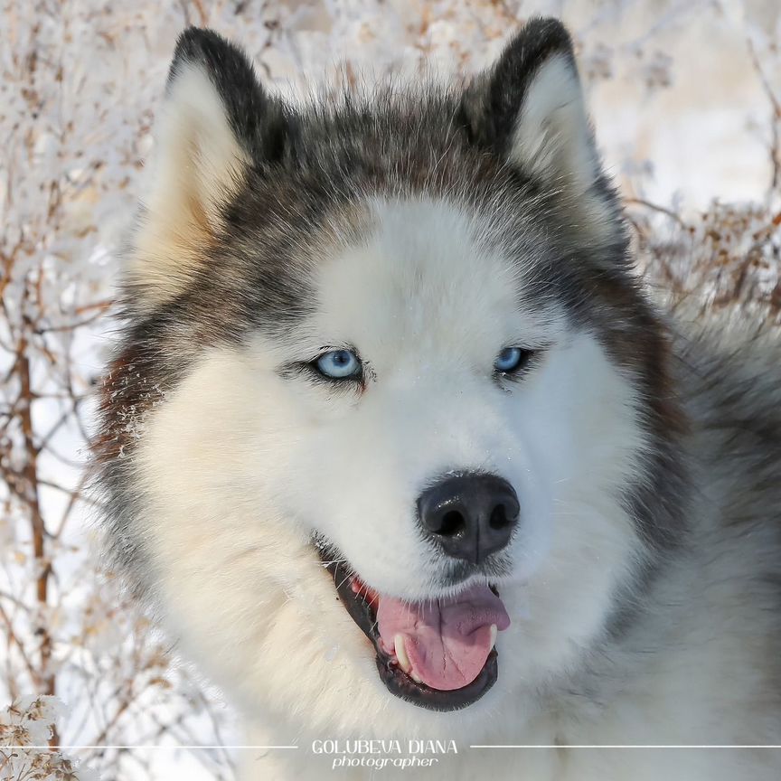 Собака в добрый руки - хаски Милка
