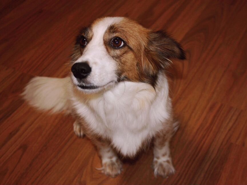 Собака в добрые руки