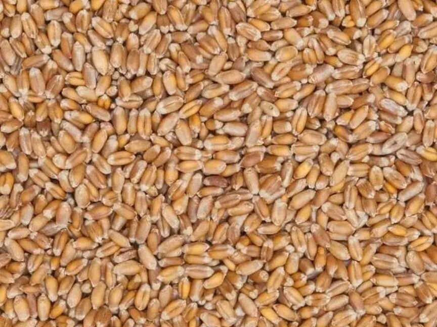 Пшеница