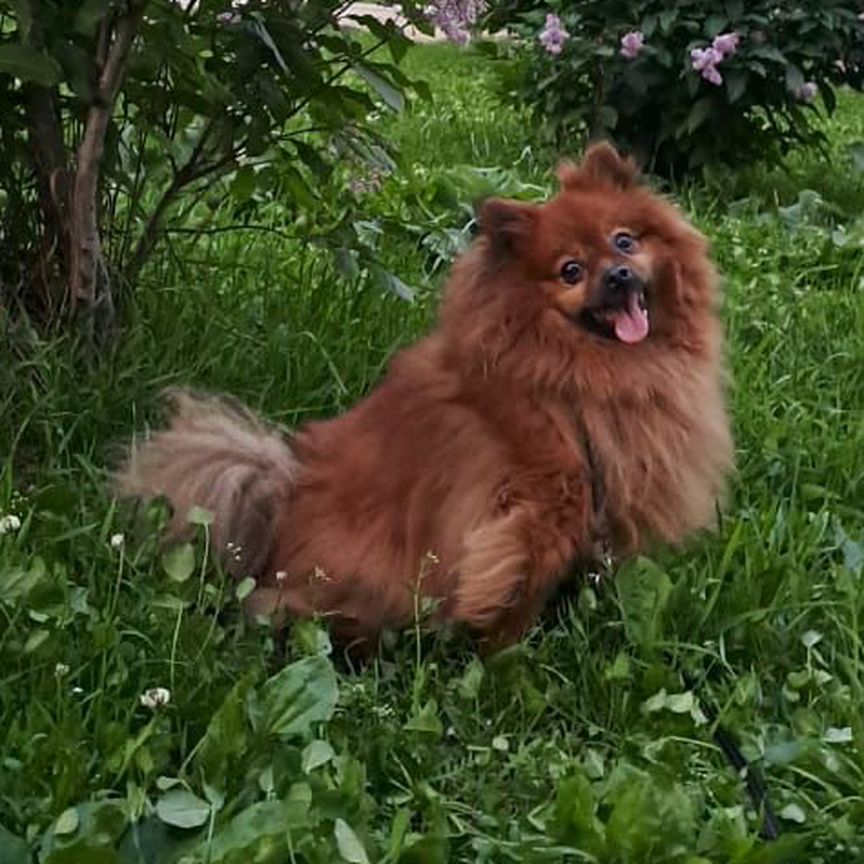 Немецкий шпиц, взрослый пёс