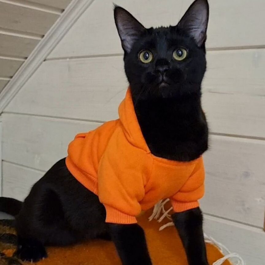 Мини пантера, чаузи ф4