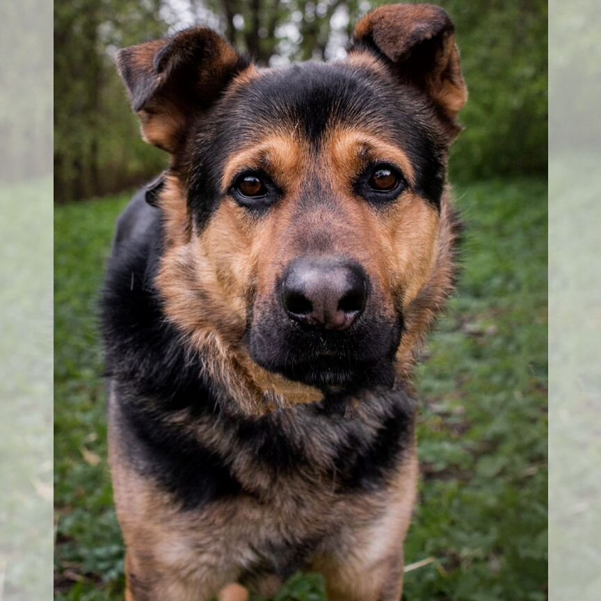 Прекрасный Рокки собака в дар в добрые руки