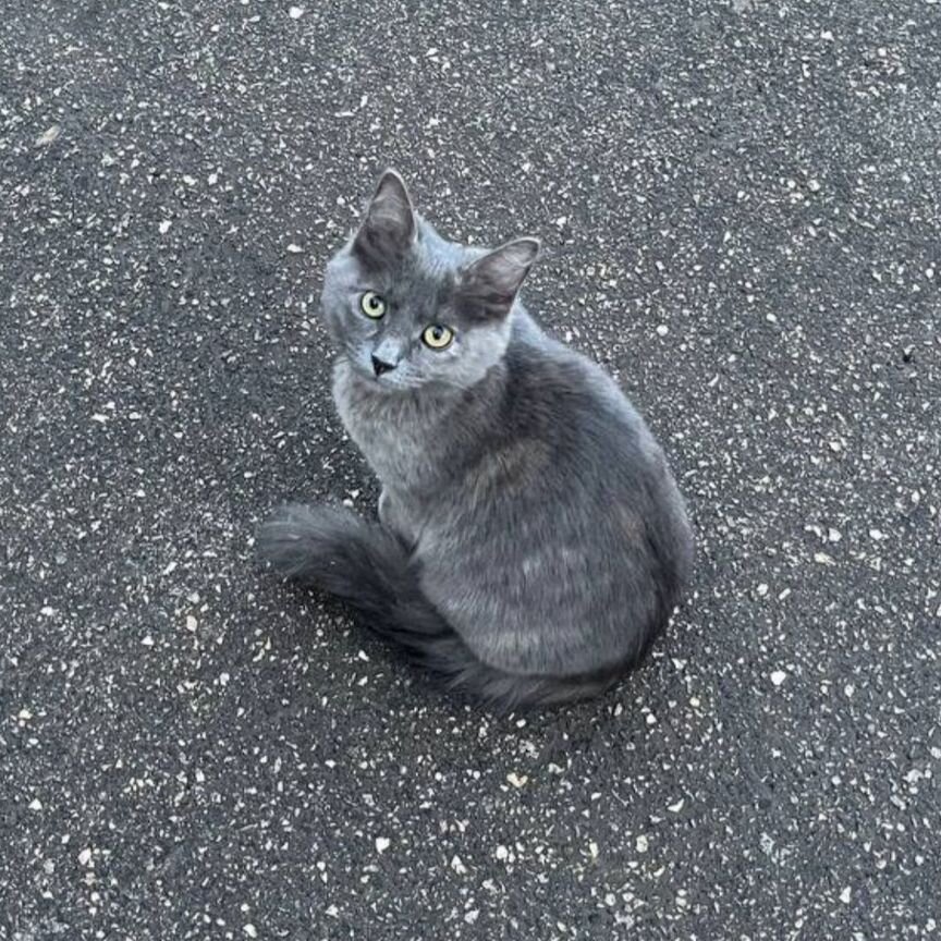 Кошки в добрые руки
