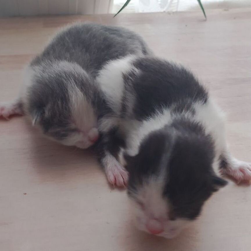 Котята от ловчей кошки