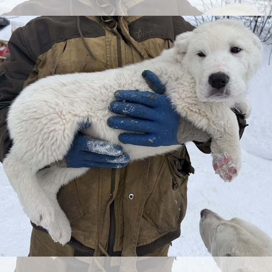 Среднеазиатская овчарка, щенок