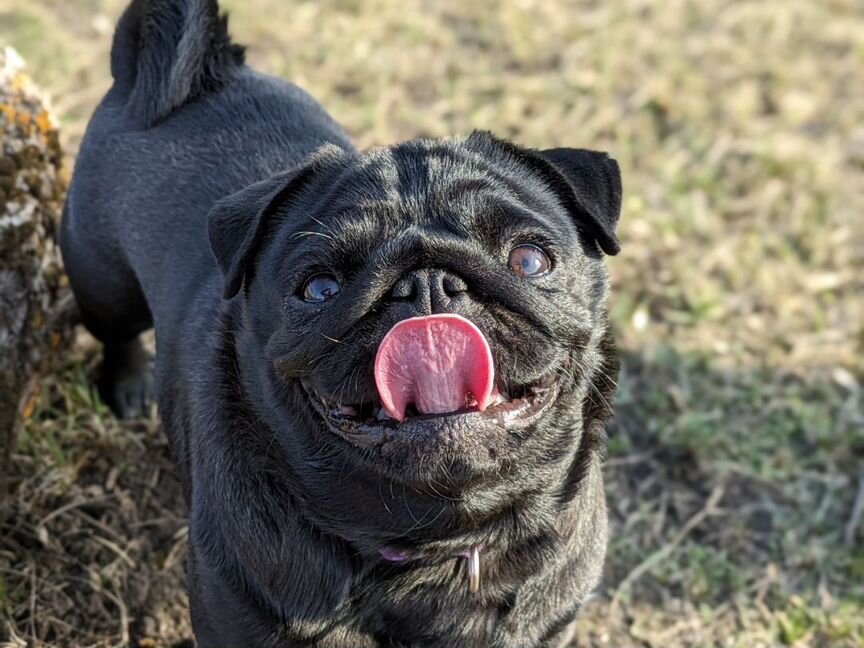 Мопс