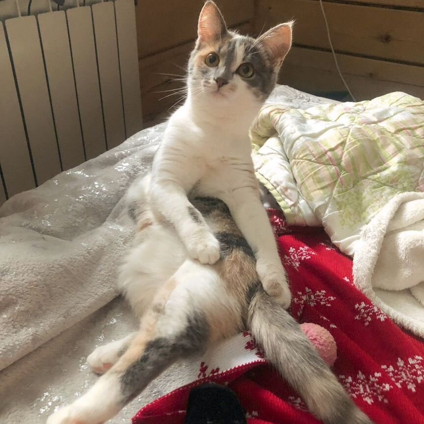 Котенок девочка трехцветная