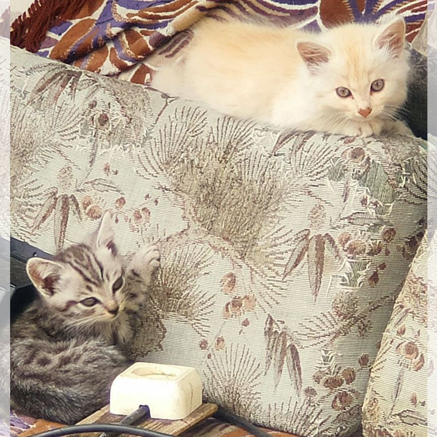 Котята