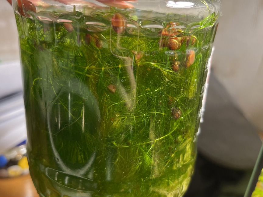 Улитки катушки, роголистник. Даром