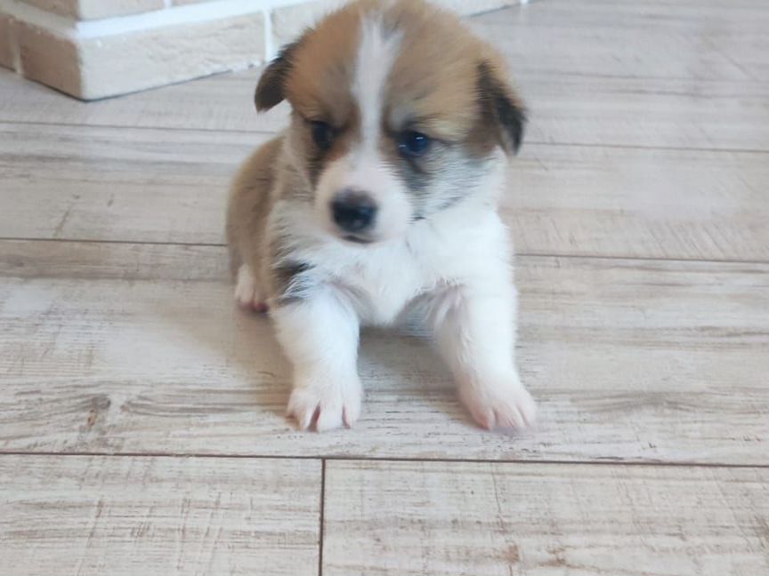 Щенки корги