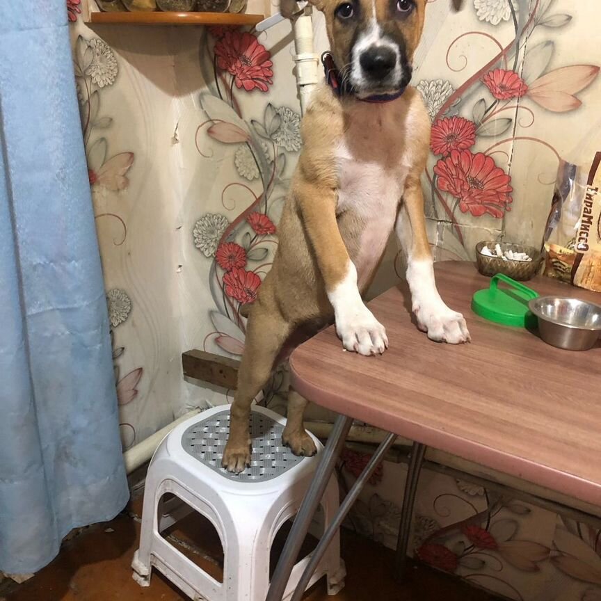 Отдам в добрые руки