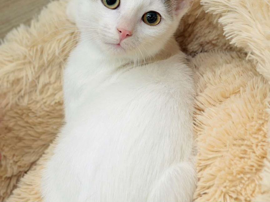 Котенок мальчик 4 мес