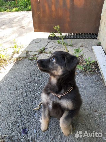 Щенок в добрые руки