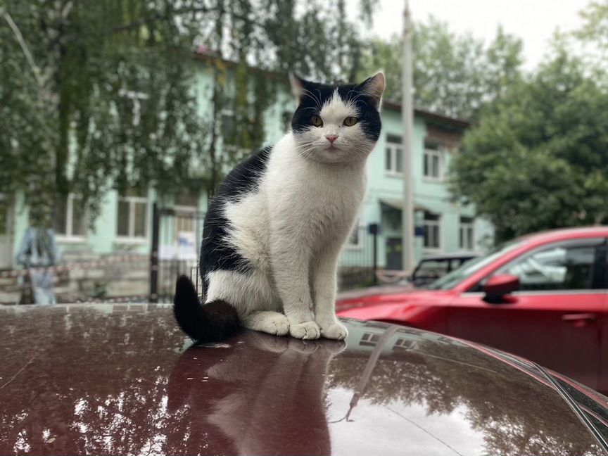 Кошка в дар метис британки