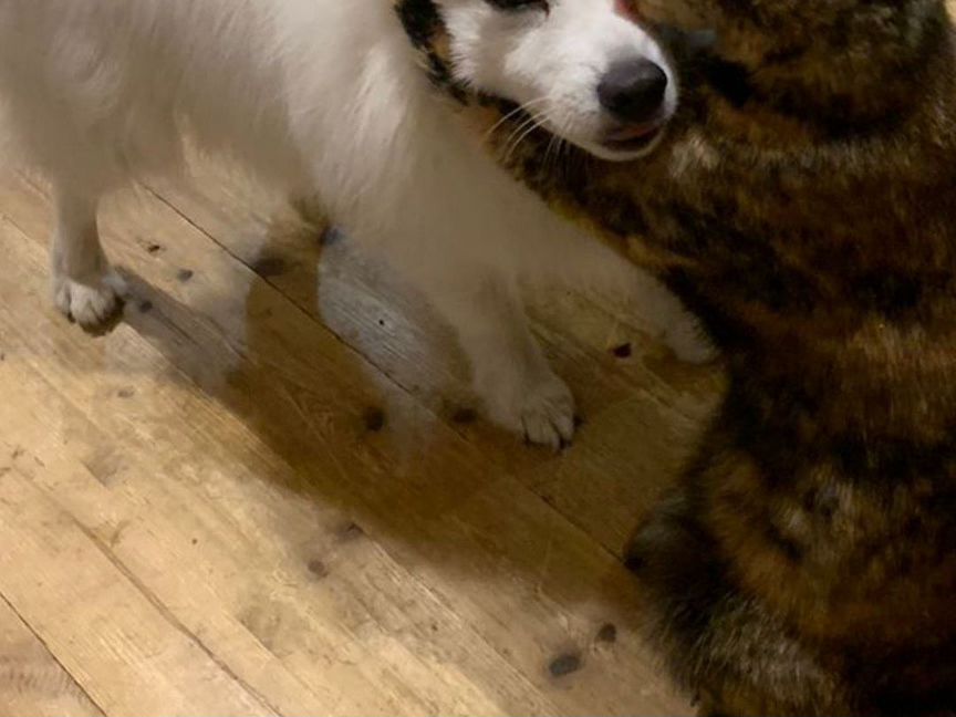 Японский шпиц вязка