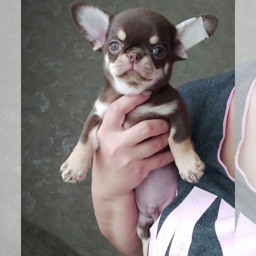 Мальчик шоколадно подпалый