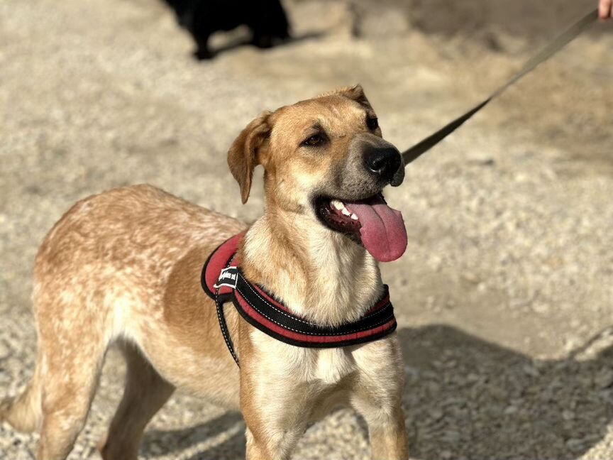 Собака бесплатно