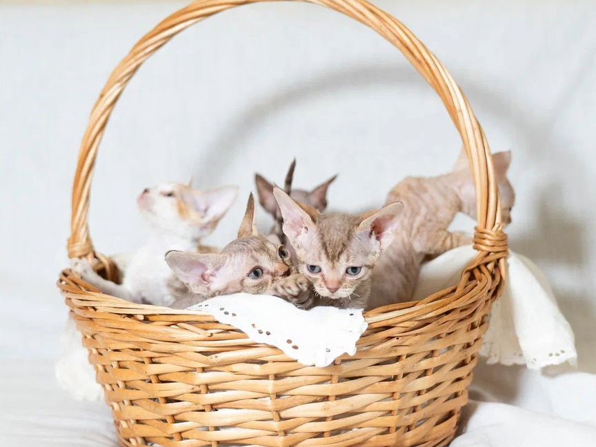 Котята девон-рекс