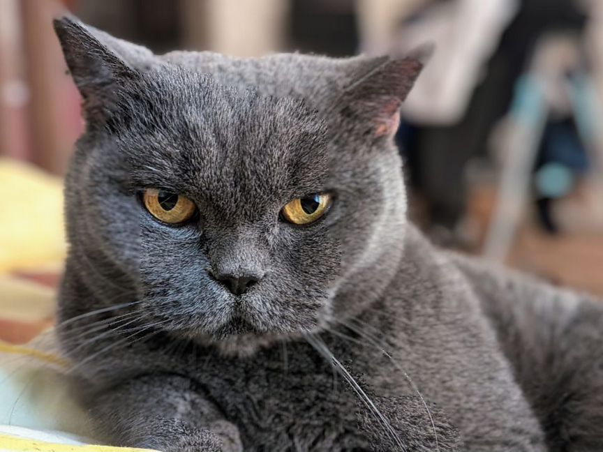 Британская