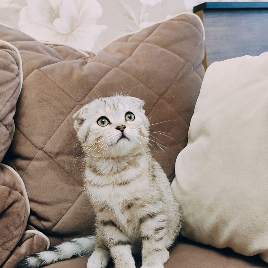 Мальчик 2.5 мес