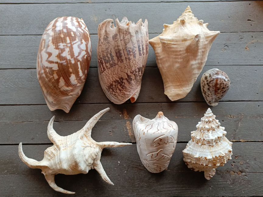 Раковины морские одним лотом