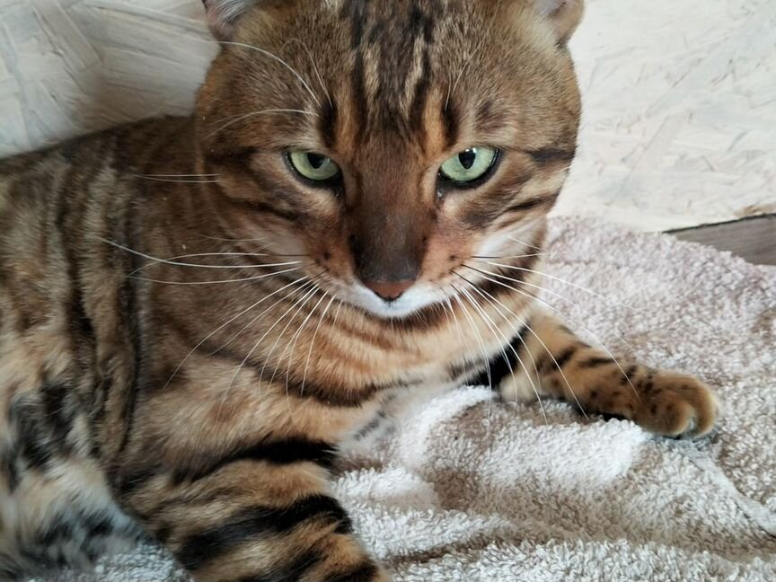 Бенгальские коты