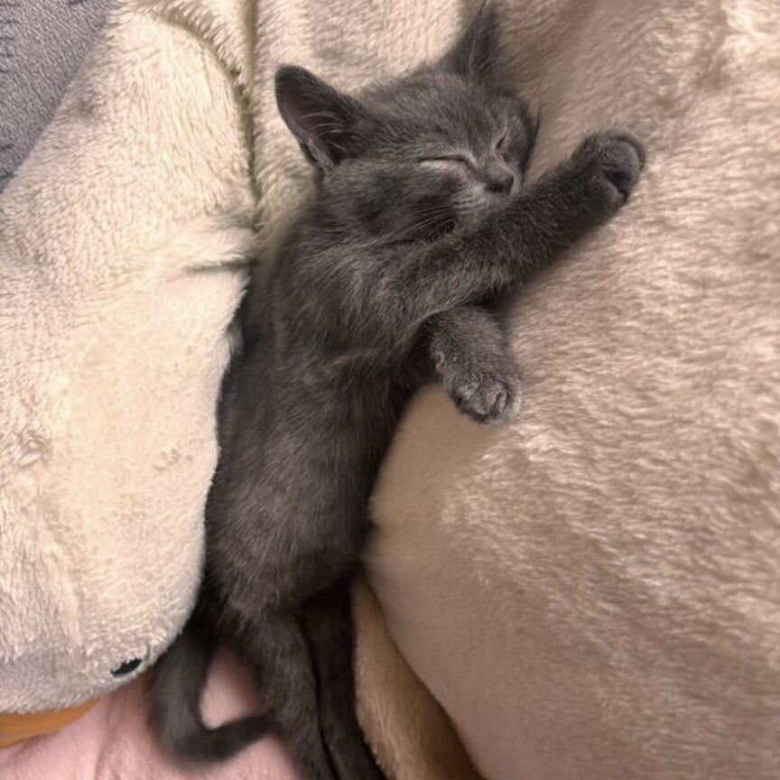 Отдам кота в добрые руки