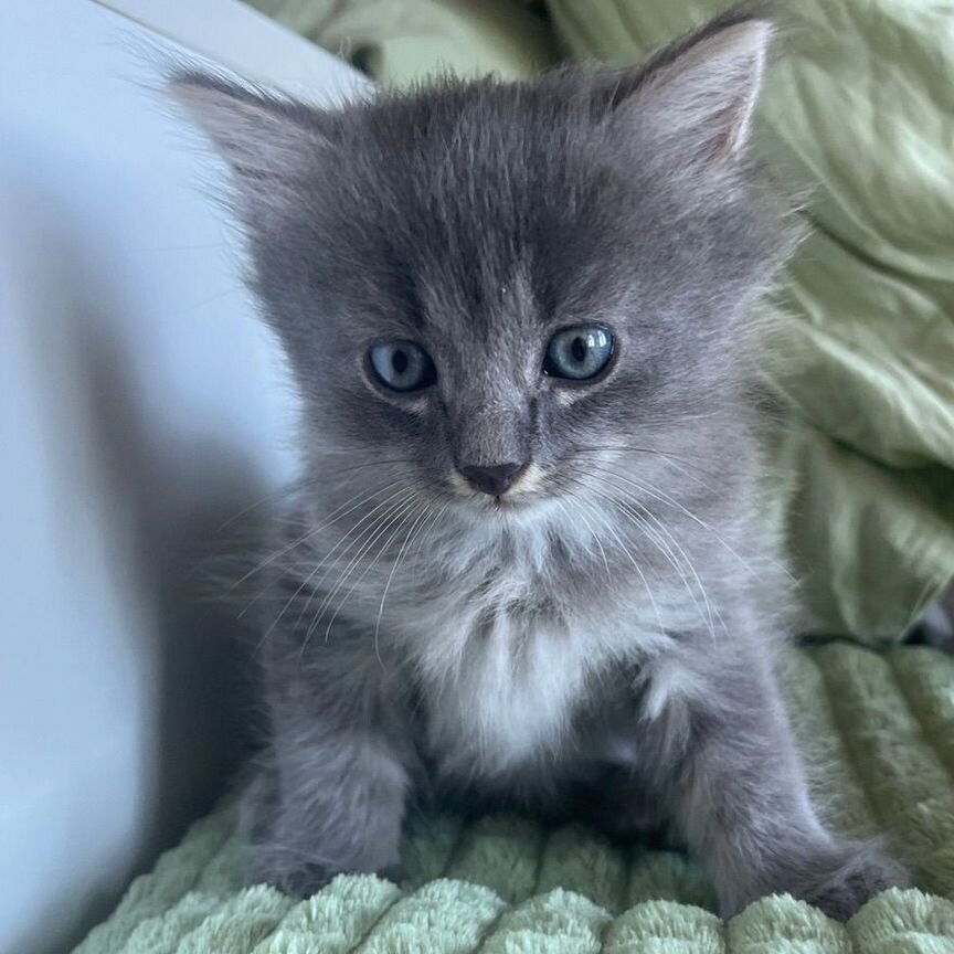 Котёнок в добрые руки